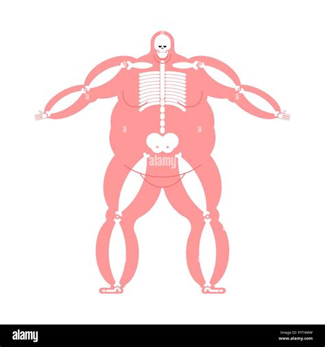 Fat Body Anatomy Skeleton Wide Bone Fat Man Skeletal System Vector Illustration Stock Vector