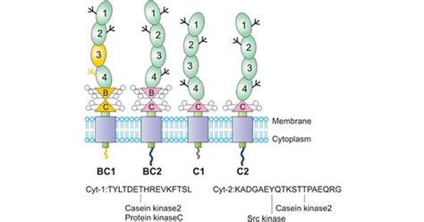 Cd46 A Complement Regulator Cusabio
