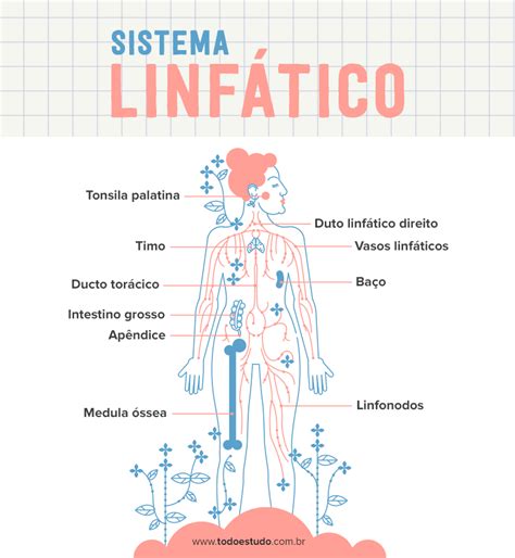 Mapa Conceptual Sistema Linfatico Docsity Images