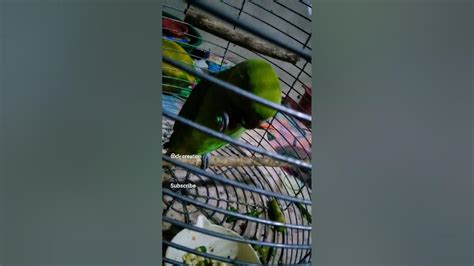 ගිරා පැටියා Youtube