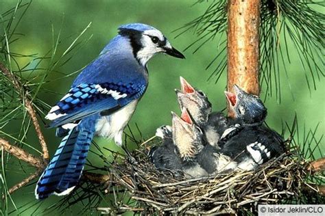 Blue Jay Eggs Nesting Habits Artofit