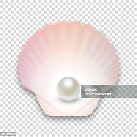 투명 한 배경에 격리 진주와 벡터 3d 현실적인 자연 오픈 절반 쉘 맨 위 보기 진주에 대한 스톡 벡터 아트 및 기타 이미지 진주 진주조개 껍데기 Istock