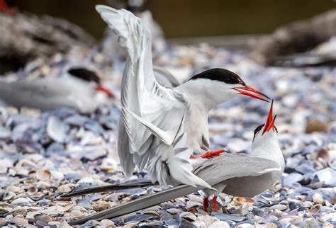 Manmade Common Tern Breeding Platform On Behance