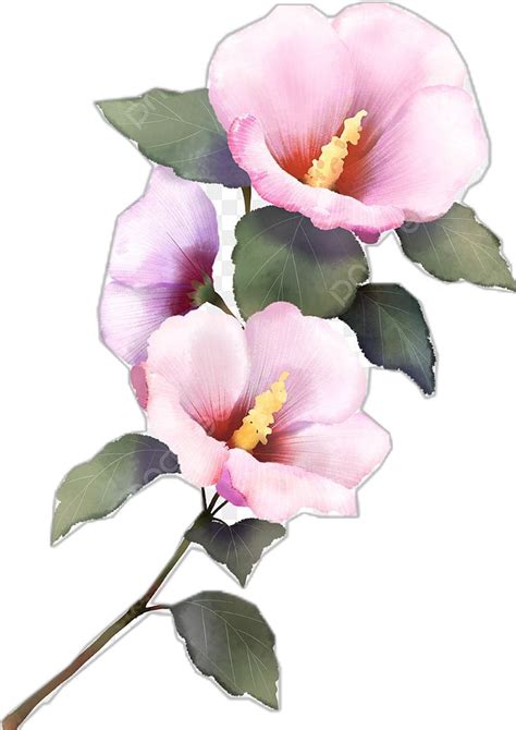 한국 히비스커스 꽃 일러스트 무궁화 히비스커스 꽃 클립 아트 히비스커스 꽃 한국 전통 Png 일러스트 및 Psd 이미지 무료 다운로드 Pngtree 2024