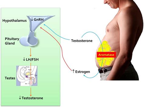 Testosterone Therapy For Men Revive Low T Clinic