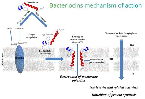 Bacteriocins A Potential Alternative To Antibiotics Vibiosphen