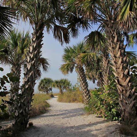 Sabal Cabbage Palm Tree Sabal Palmetto Seeds Etsy Florida Native
