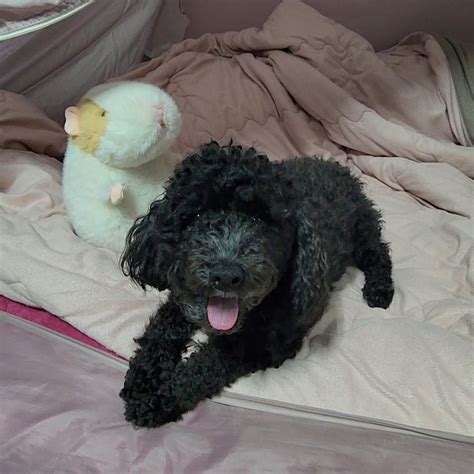 더쿠 인형친구가 생긴 우리 강아지