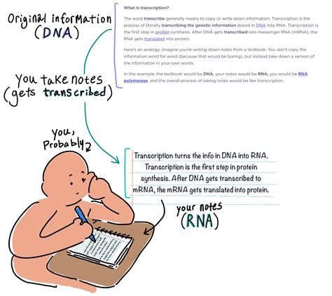 What Is Transcription Biology — Definition And Process Expii