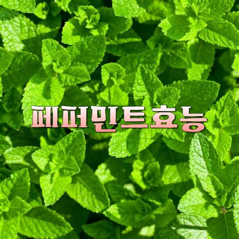페퍼민트 페퍼민트 차 효능 영양성분 부작용