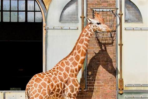 What Are Microalgae Characteristics Examples And Importance