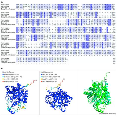 A Evolutionary Conservation Of Bhmt Enzyme Among Species Amino Acid Download Scientific