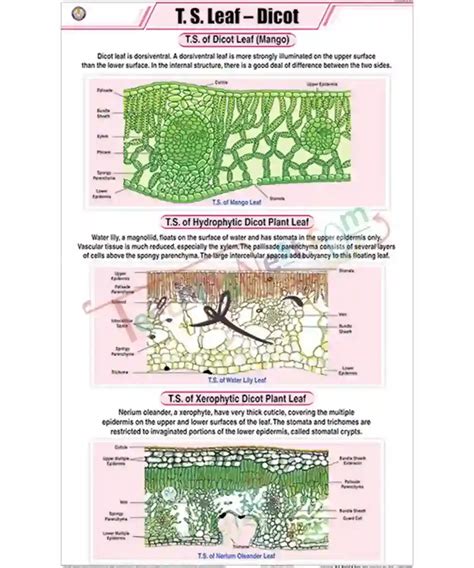 T S Leaf Dicot Chart Laminated With Rollers Teachingnest