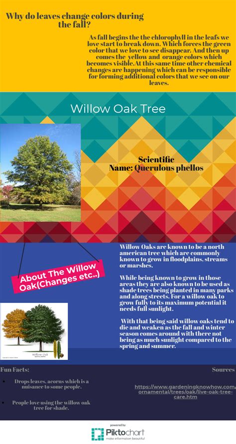 Why Do Leaves Change Color Science Leadership Academy Beeber