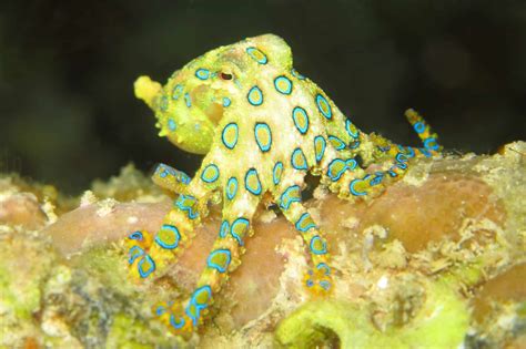 27 Types Of Octopus In The Ocean