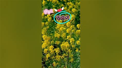 💖연리지장민호💖 Youtube