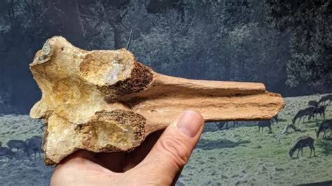 Bison Vertebra Bone Section Fossil Pleistocene Ice Age Large 200mm X 90mm £19 50 Picclick Uk