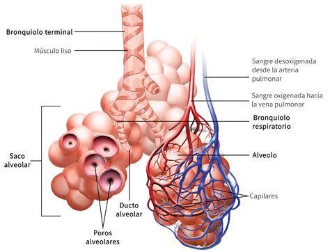 Morfofunción Una Visión Integrada Generalidades del sistema respiratorio