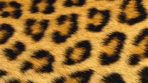 Pictures Of Cheetah Print Wallpaper 55 Pictures Wallpaperset