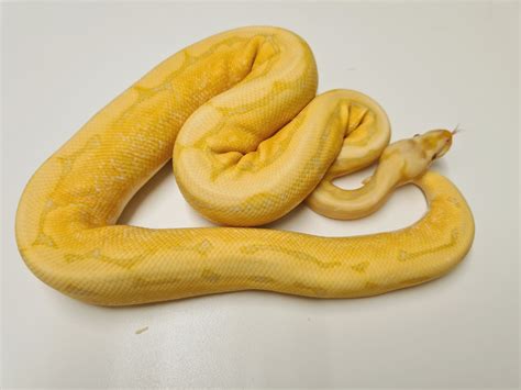 Rainbow Ball Python Traits Morphpedia