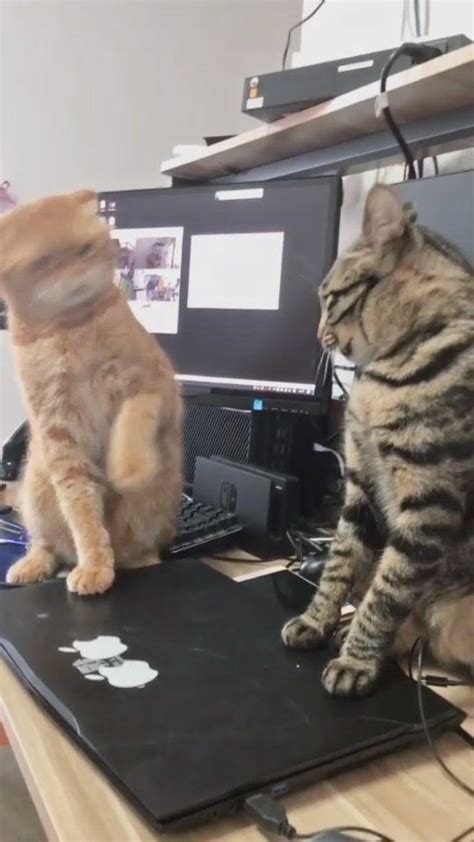 干啥呀～我妈不让我跟你玩😖 知乎