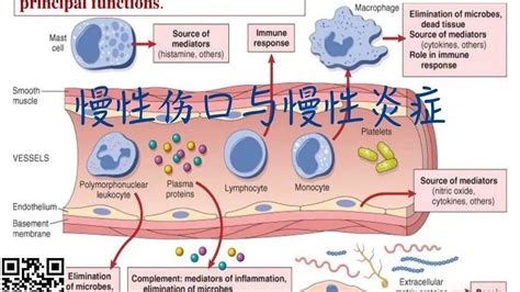 伤口炎症涉及过度的蛋白水解活性细胞外基质的破坏氧化应激细胞衰老成纤维细胞和角质形成细胞的增殖减少治疗伤口的炎症需要多因素的抗炎计划