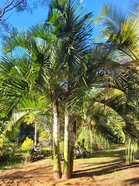 Nice Message From Jeff Zone 8 N C Discussing Palm Trees Worldwide Palmtalk