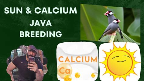 java breeding tips javabreeding javasparrow javafinches youtube
