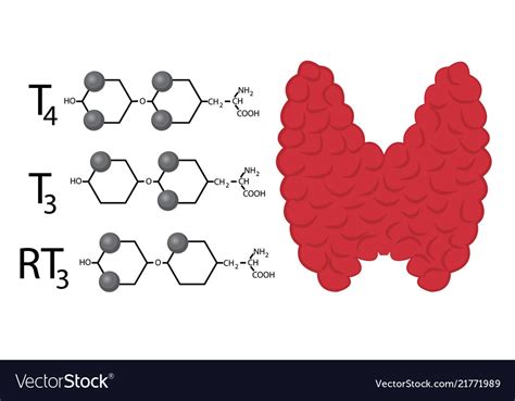 Structural Chemical Formulas Thyroid Hormones Vector Image