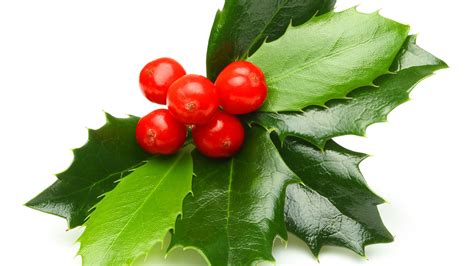 How To Successfully Grow And Care For Holly Bushes