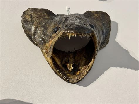 Пүрэвдоогийн Айдаа мөн ойлгомжтой хэлжээ Өнөөгийн дүр төрх🤔 “Адгийн амьтад” ямагт шулуун