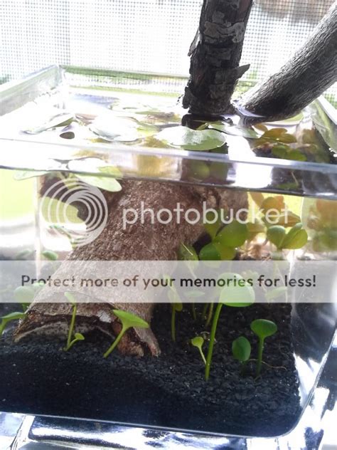 LIST Low Tech Mini Nano Pico Planted Tanks 50