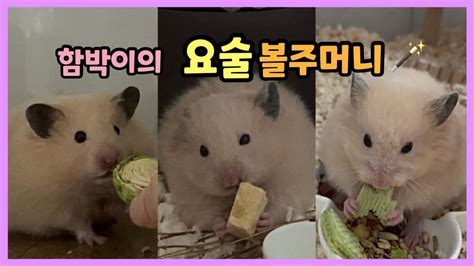 페디그리 햄스터ㅣ함박이의 볼주머니 Show🤡 뭐든 들어가는 요술 볼주머니 Youtube