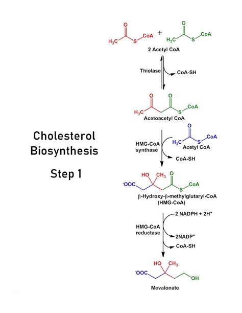 Cholesterol Synthesis How Our Body Makes It And Regulates