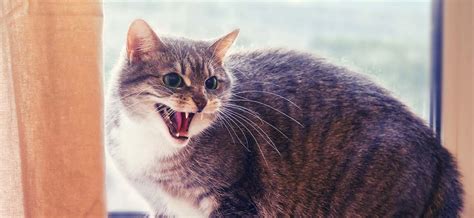 Why Do Cats Hiss Catit
