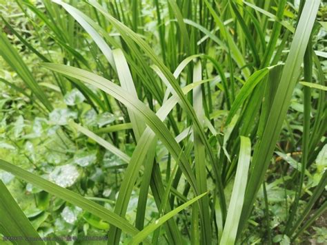 水菖蒲素材图片下载 素材编号13602845 素材天下图库