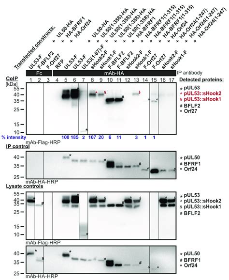 Coip Based Interaction Analysis Of Sequence Predicted Shared Hook Download Scientific Diagram