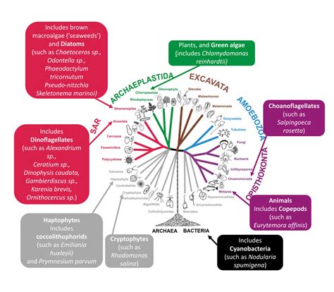 What Are Algae Algae