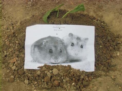 Автоматический контроллер температуры и влажности для домашних питомцев