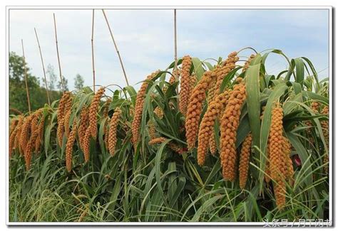 茶水先生讀詩經279豐年又是一個豐收年 每日頭條