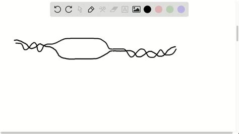 Solved Why Is Dna Gyrase Necessary For Replication