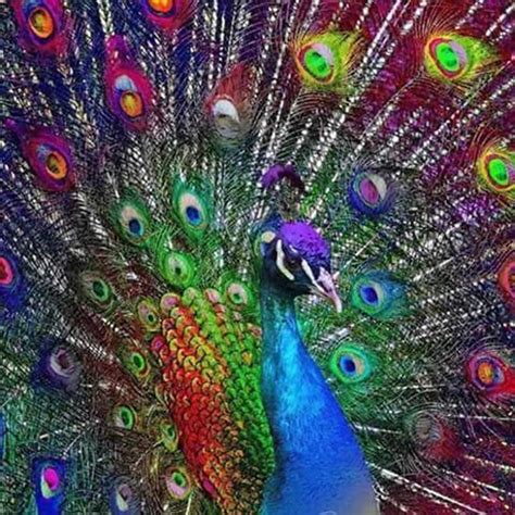 Peacock Home Diamond Painting Kit Diy Diamond Art Home Diamond