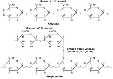 1 Chemical Structure Of Amylose And Amylopectin Source