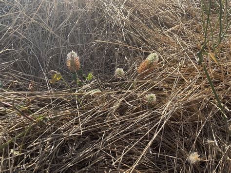 Is This Some Type Of Clover Found Under A Pear Tree In Grazing Paddock Albury There Is Sub