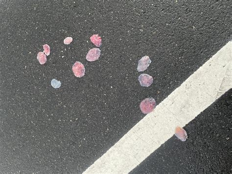 Small Gelatinous Blobs Found On The Pavement After A Couple Days Of