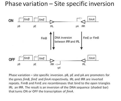 Difference Between Antigenic And Phase Variation Compare The
