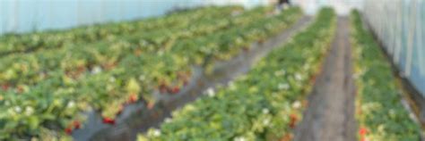 Taman Hiburan Terbengkalai Tanah Yongma Pemetikan Stroberi Klook