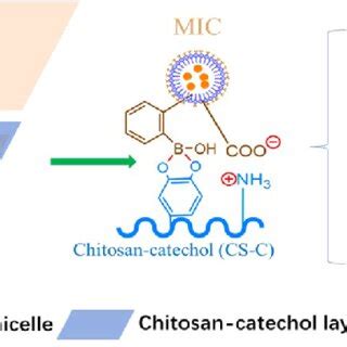 The Schematic Diagram Of MIC Embedded Layer By Layer Coating