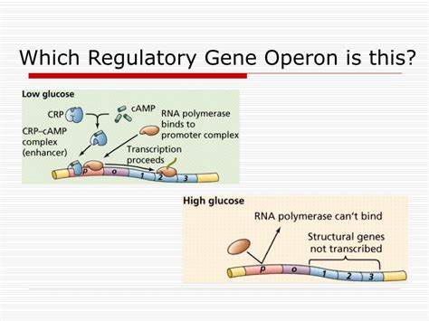 Ppt Microbial Genetics Powerpoint Presentation Free Download Id