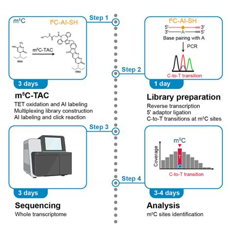 Protocol For Profiling RNA M C Methylation At Base Resolution Using M C TAC Seq PMC